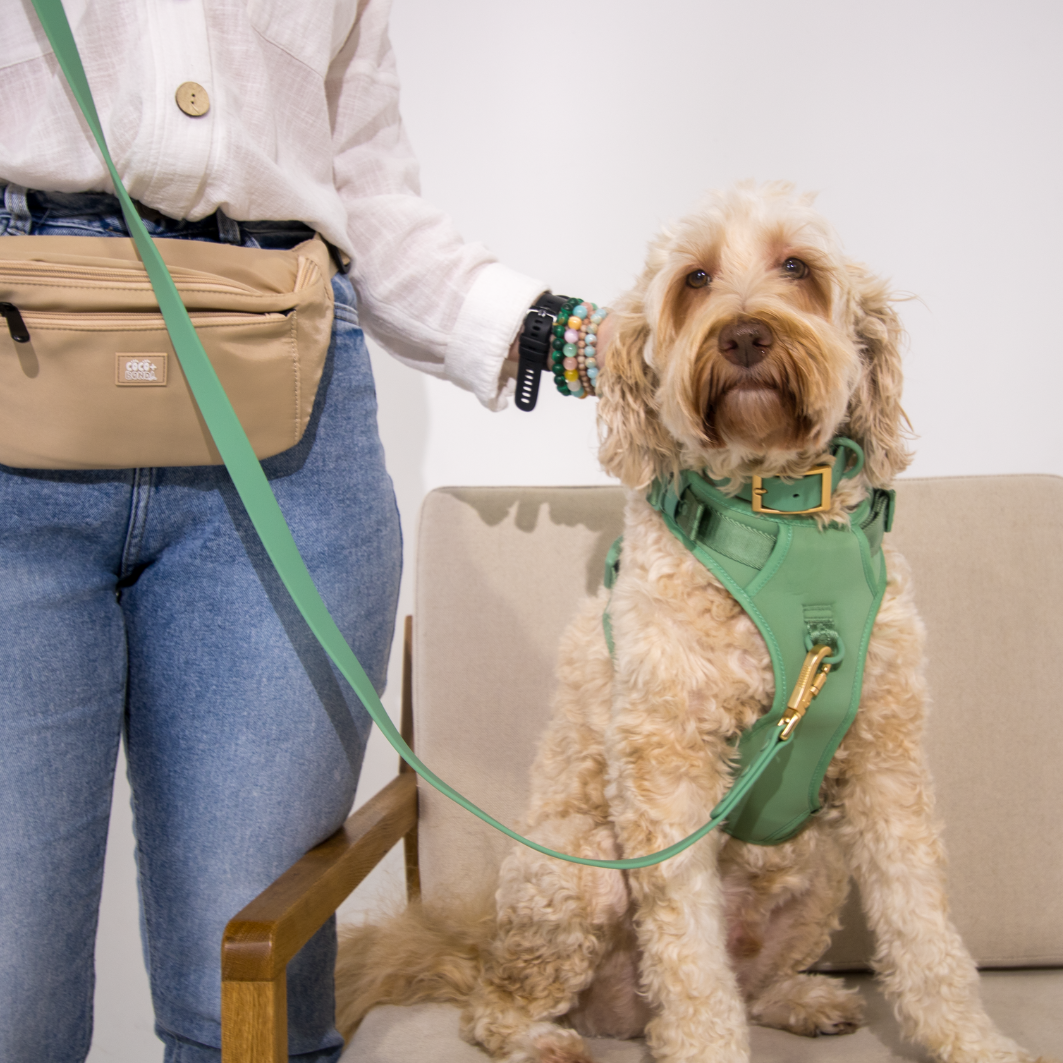 Make Every Walk Pawsome with Coco + Bondi!